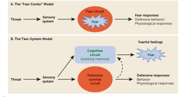 Comment le cerveau gère la peur ? Une étude chez les souris nous en apprend plus